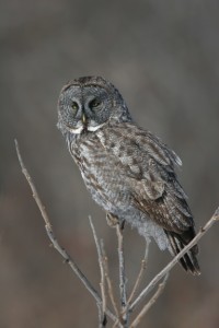 Great Gray Owl